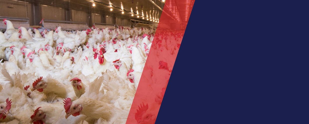 Makoro Chickens – Poultry Farm & Abattoir